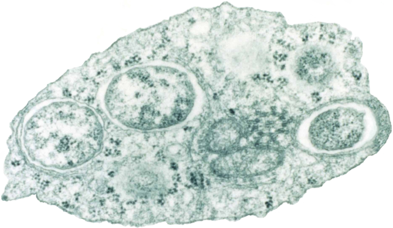 Bacteria Wolbachia - Feeds Free Bacteria Wolbachia - Feeds Free