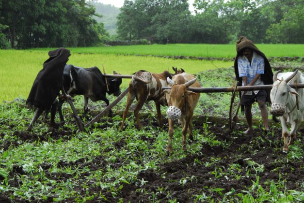 Integrated Farming - Feeds Free