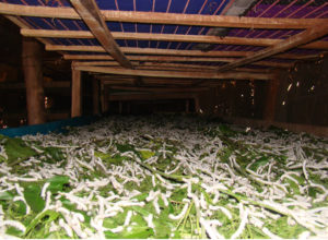 Silkworm Rearing - Feeds Free