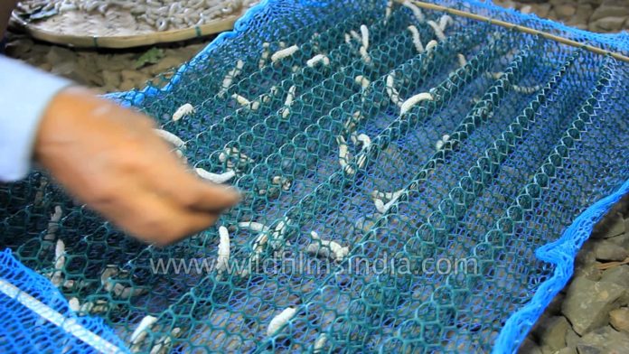 Silkworm Rearing - Feeds Free